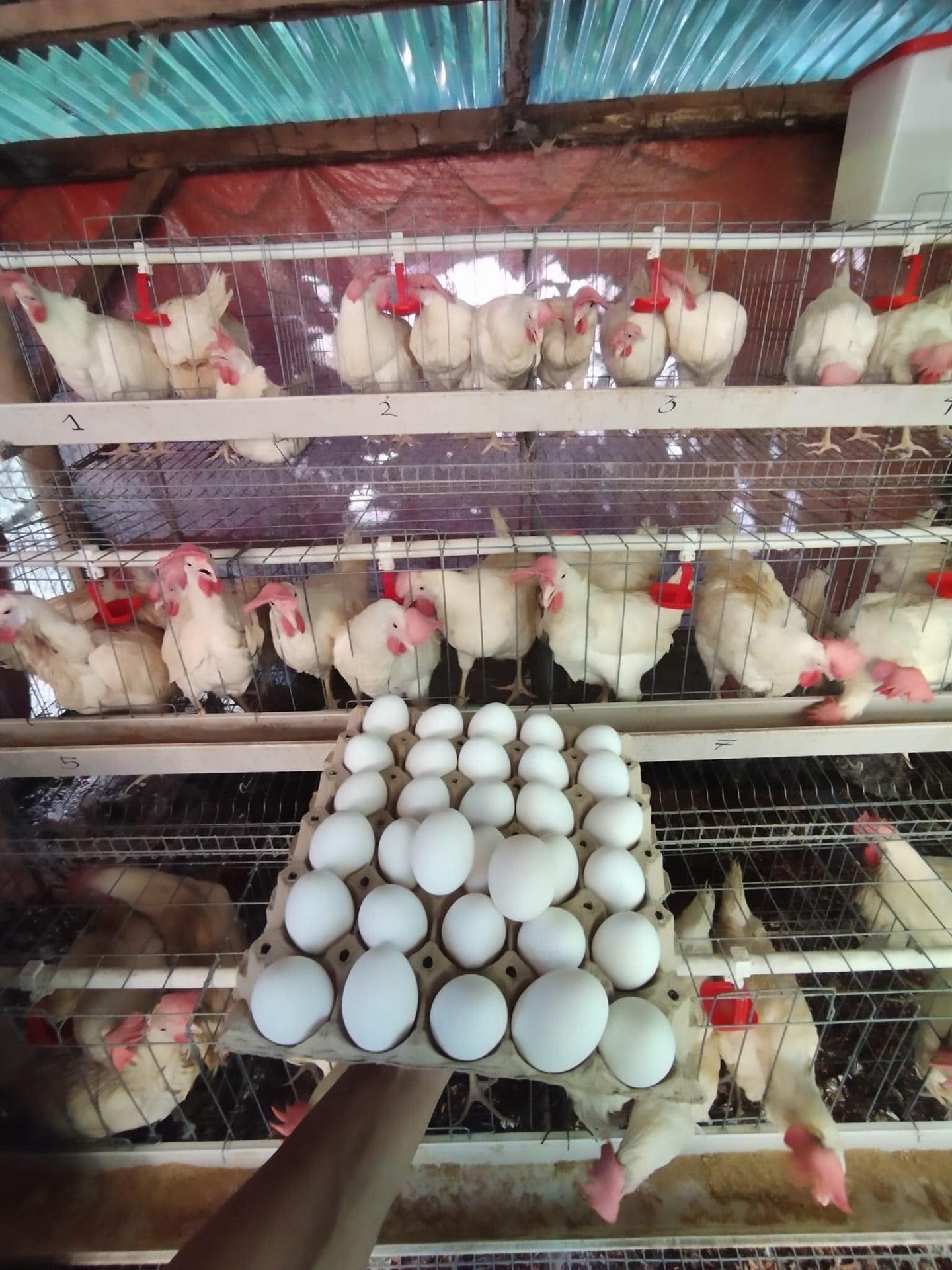 The Egg Tray Mold is Key Component in Sustainable Egg Tray Production: Beston Solution